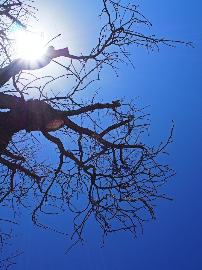 Tree branch an sky stock photo. Image of colors, bright - 69488486