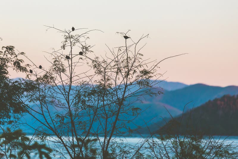 Tree Branch with Small Birds at Sunset or Evening Time at Lake Mountain ...