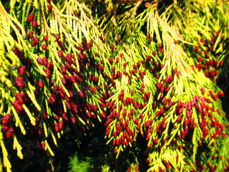 Tree Branch with Small Cone, Lithuania Stock Image - Image of cone ...