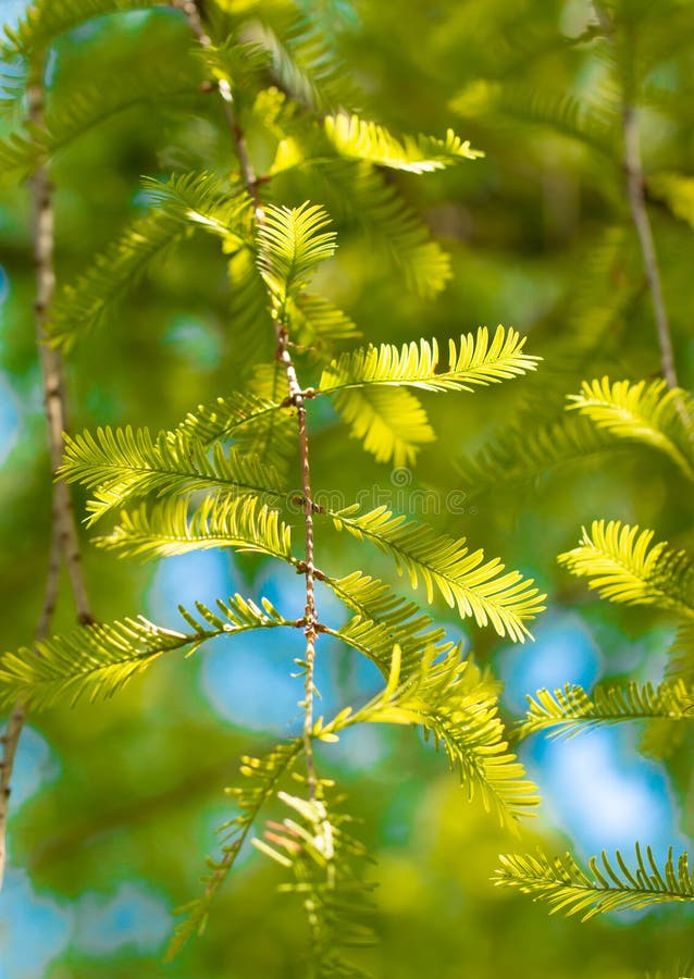 Tree Branch with Small Leaves Stock Image - Image of green, small ...