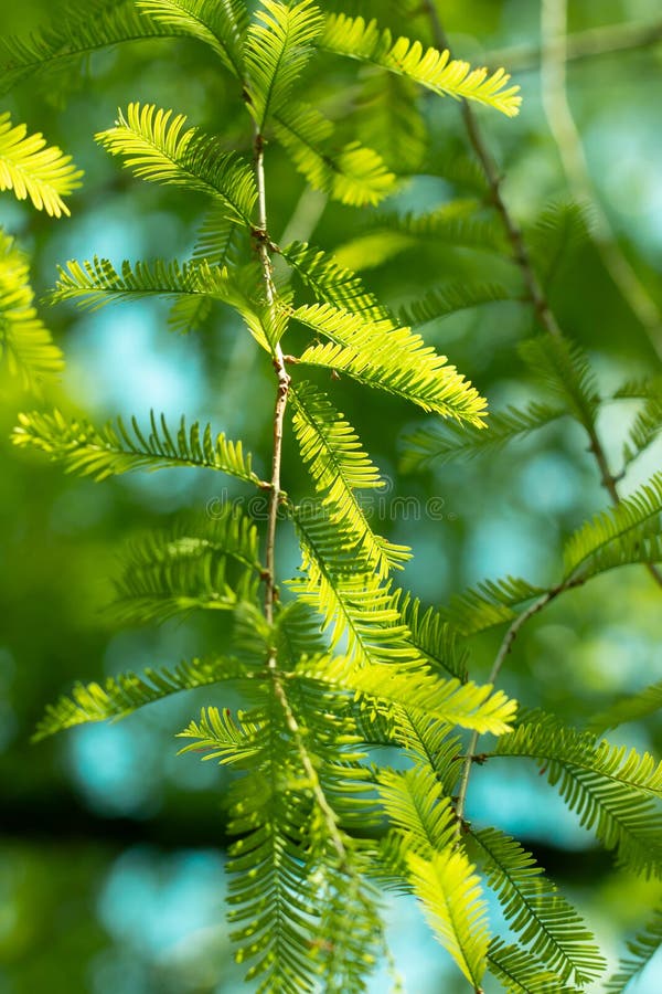Tree Branch with Small Leaves Stock Photo - Image of branch, tree ...