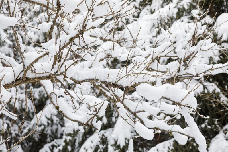 Tree branch with snow stock image. Image of background - 83986489