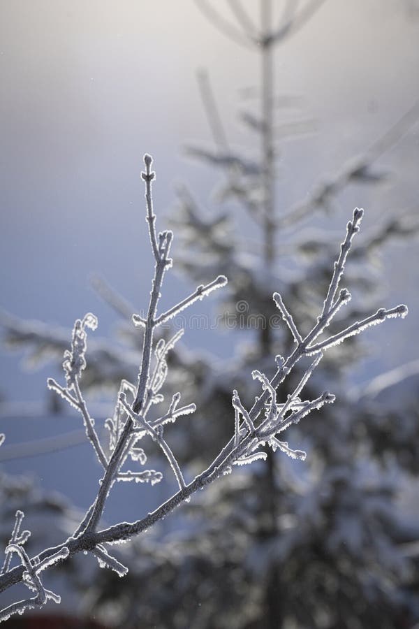 Tree branch with snow stock photo. Image of trees, season - 264101144