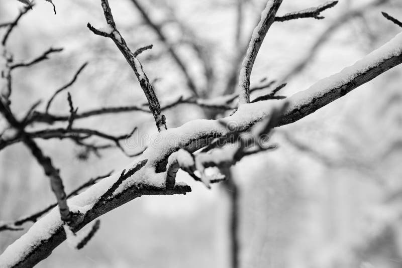 Tree branch with snow stock image. Image of parkland - 207886673