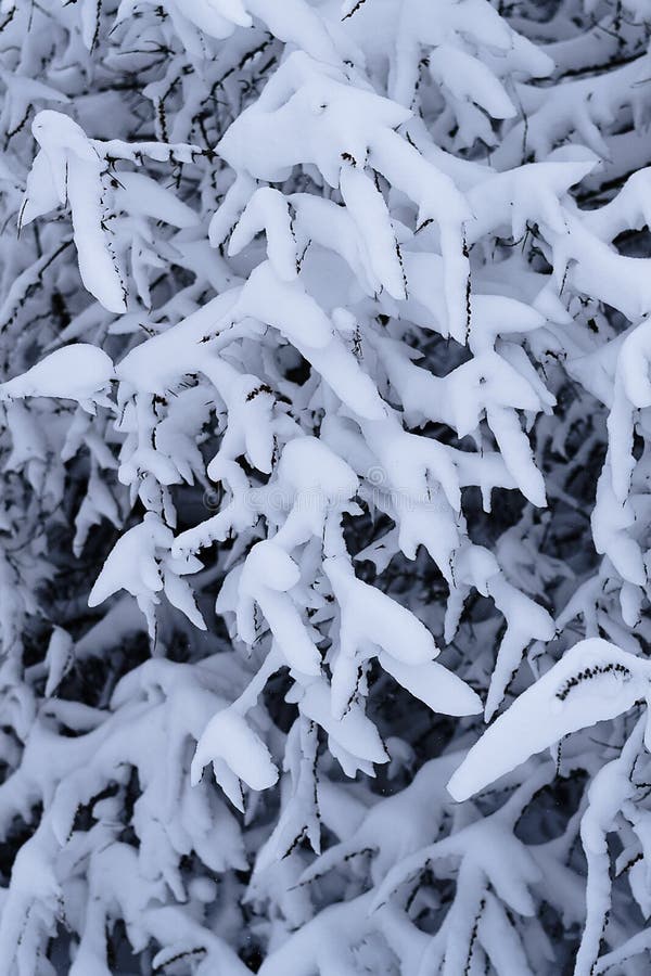 Tree Branch with Snow in the Winter Stock Photo - Image of snowball ...