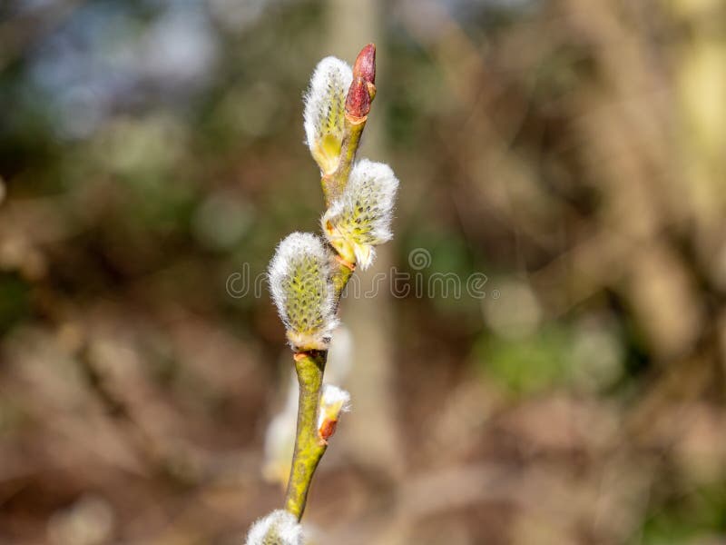 Tree branch in spring bud stock photo. Image of spring - 195207846