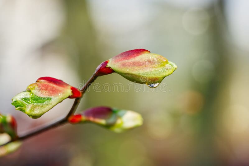 Tree Branch in Spring after Rain Stock Image - Image of outdoor, water ...