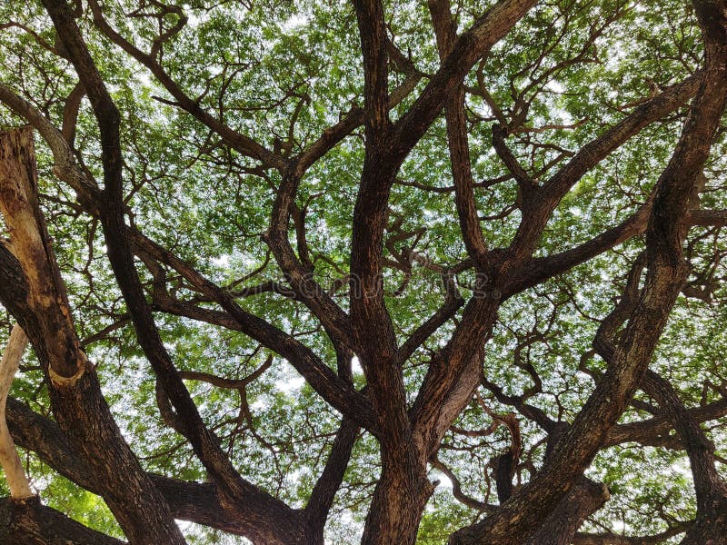 Tree Branch Structure when Viewed from Below Stock Image - Image of ...