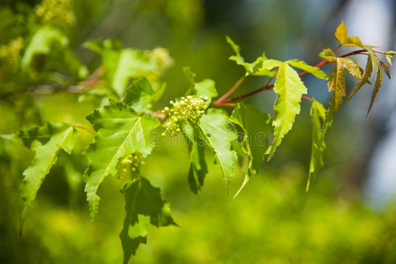 Tree branch stock image. Image of summer, fresh, branch - 48007117