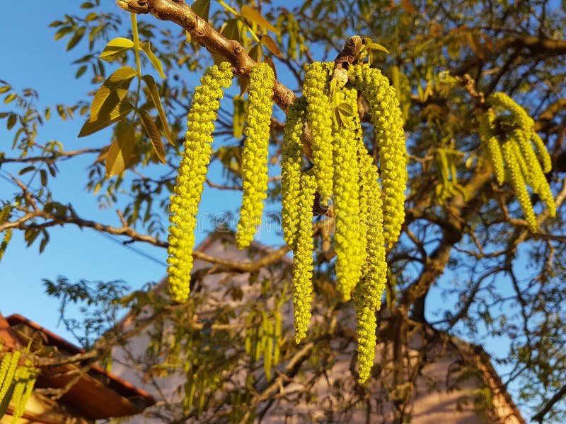 Tree Branch in Sunny Day in Focus Stock Photo - Image of bright, focus ...