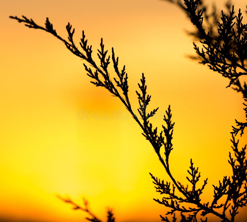 Tree branch at sunset stock photo. Image of light, landscape - 105074988
