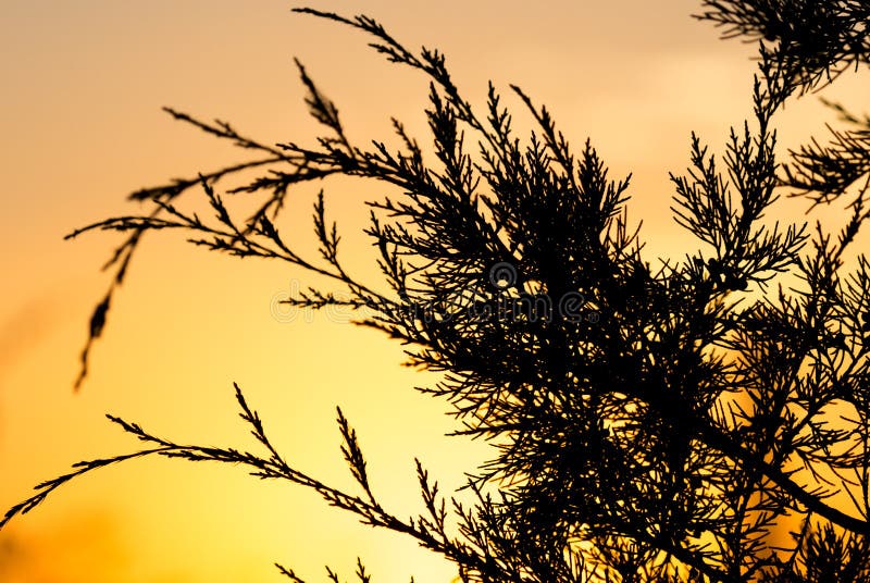 Tree branch at sunset stock image. Image of sunrise - 106391463