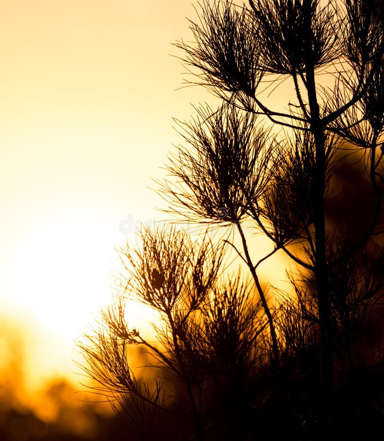 Tree branch at sunset stock image. Image of sunset, light - 106531565