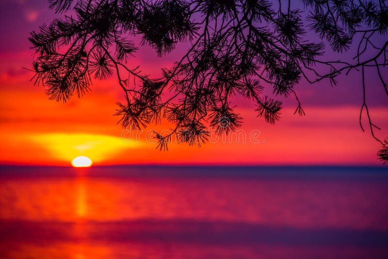 Tree branch at sunset stock photo. Image of park, pink - 119914304