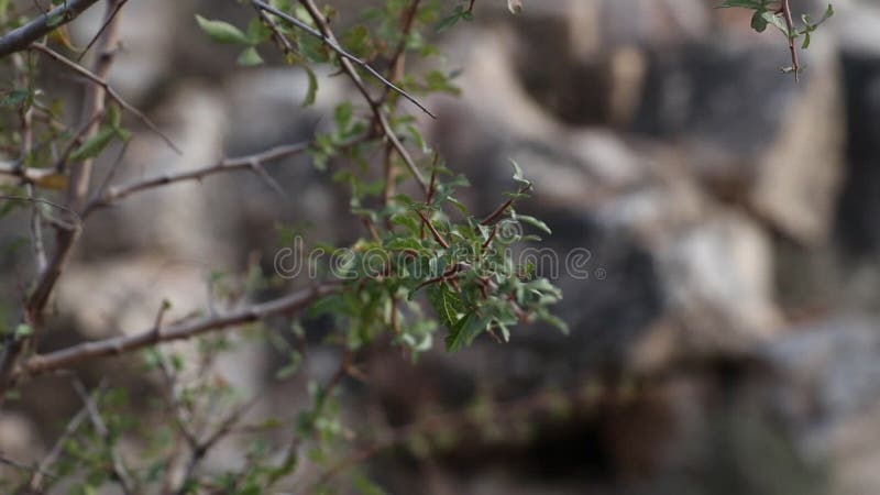 Tree Branch Swaying in Wind. Stock Video - Video of wind, green: 241364797