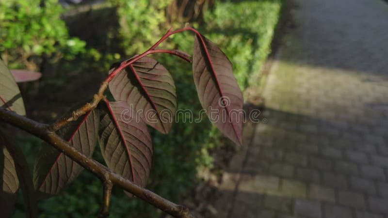 A Tree Branch Sways in the Wind Stock Footage - Video of phenomenon ...