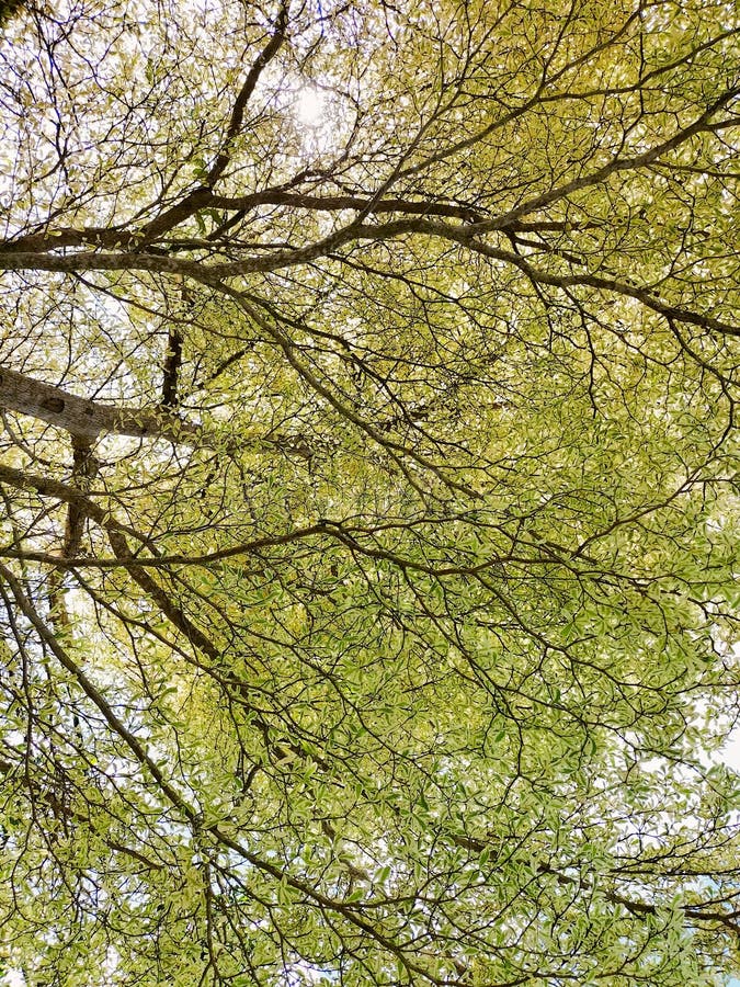 Terminalia Ivorensis Tree Isolated on White Bakcground, Clipping Stock ...