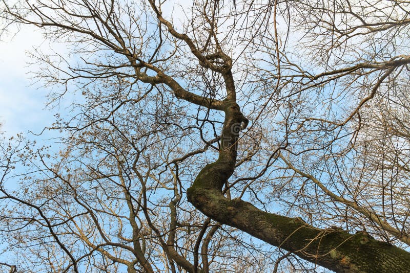 Tree Branch Texture on Blue Sky Background. Nature, Environment Stock ...