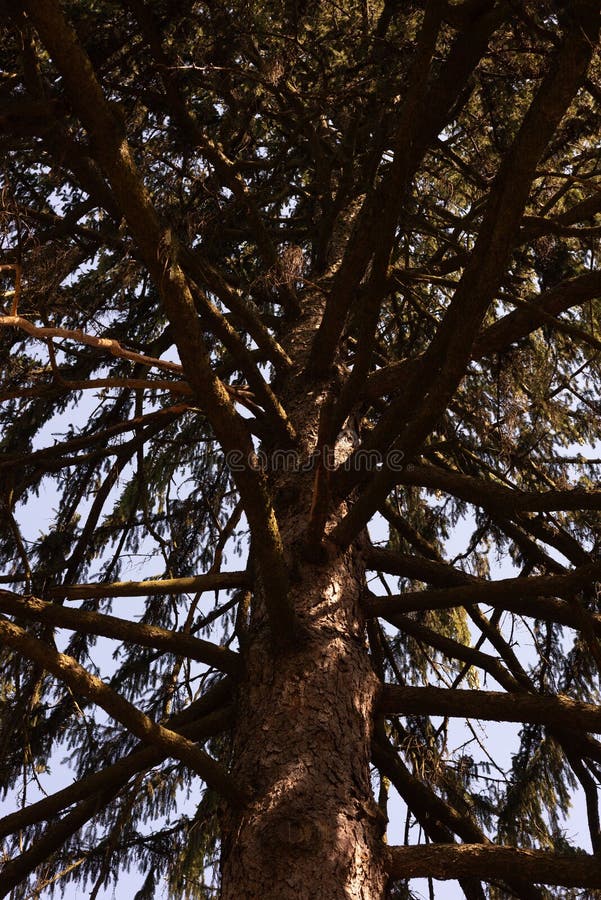 Tree Branch Texture Forest Background Natural Stock Photo - Image of ...