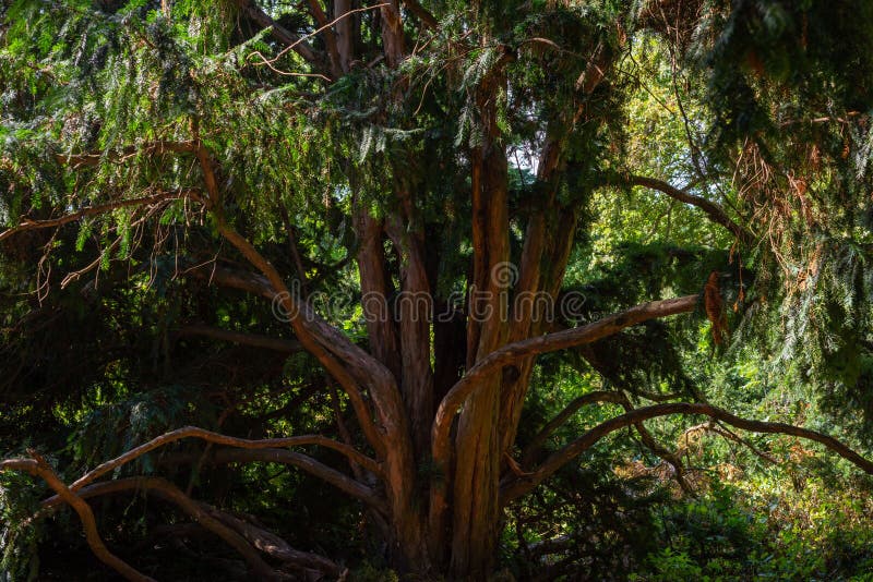 Tree Branch Texture Forest Background Natural Stock Photo - Image of ...