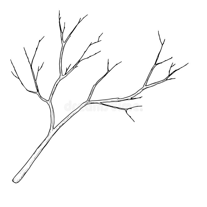 Autumn Black Dry Branch Vector Silhouette Stock Illustrations – 1,969 ...