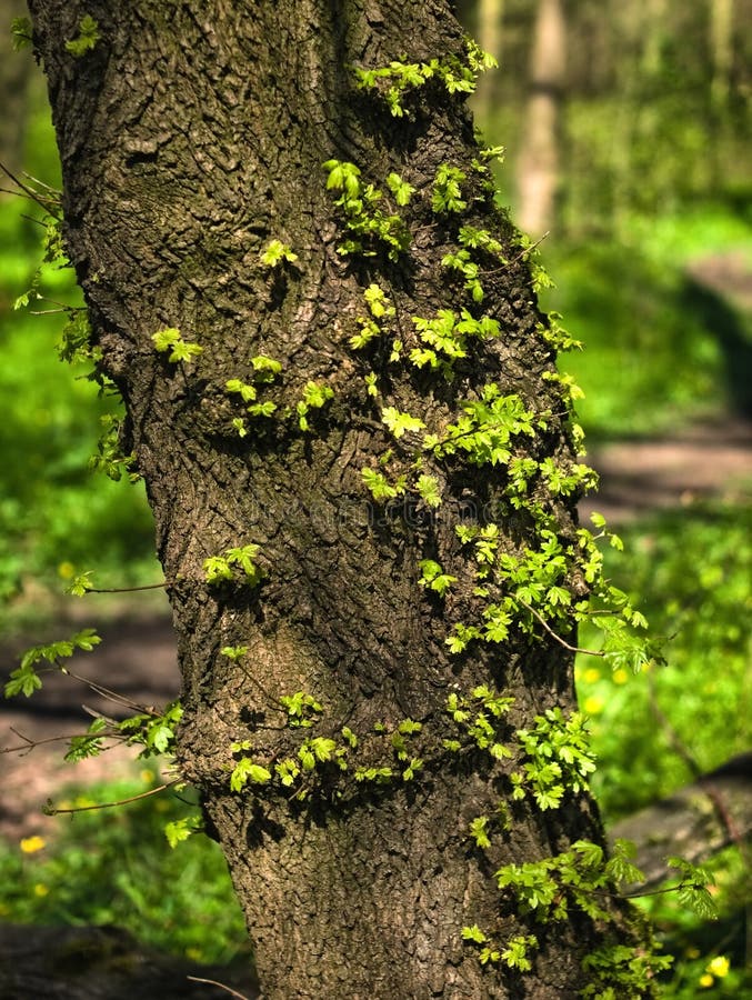 Tree Branch with Tiny Green Leafs Stock Photo - Image of european ...
