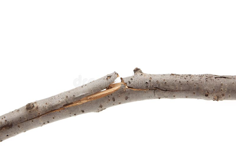 Snapped Twig Stock Photos - Free & Royalty-Free Stock Photos from ...