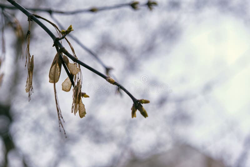 Almost tree on a branch stock image. Image of furry - 178496625