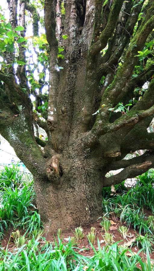 Tree and branch. stock image. Image of lawn, plants - 106397739