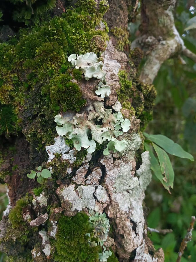 Green Moss on the Wall Which is Algae Class of Plant Kingdom Stock ...
