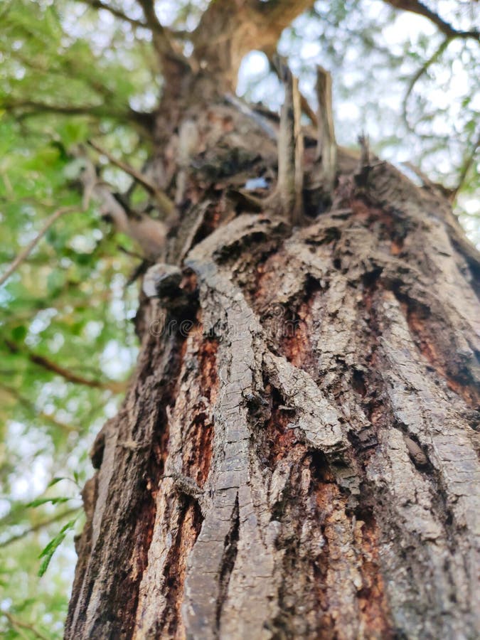 Tree Branch Tree Trunk Terxtured Bark Dead Tree Forest Stock Photo ...