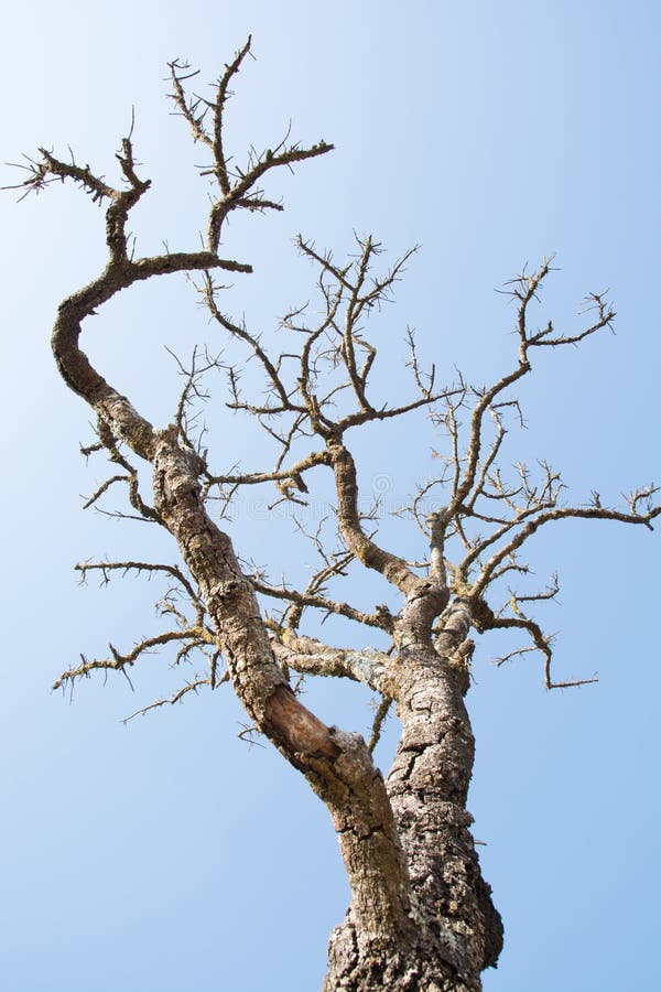 Tree branch stock image. Image of sunny, branch, tree - 37407673