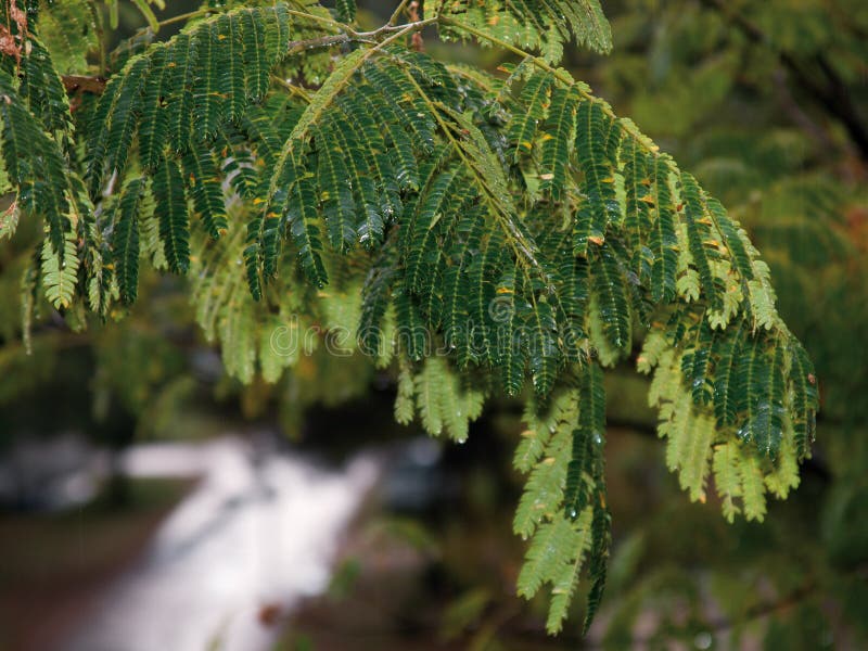 Tree branch under rain stock image. Image of nature, hanging - 15462557