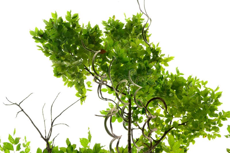 Tree branch in under view stock photo. Image of foliage - 61461060