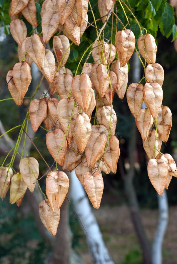 Tree branch stock photo. Image of botanical, rare, nature - 33800444