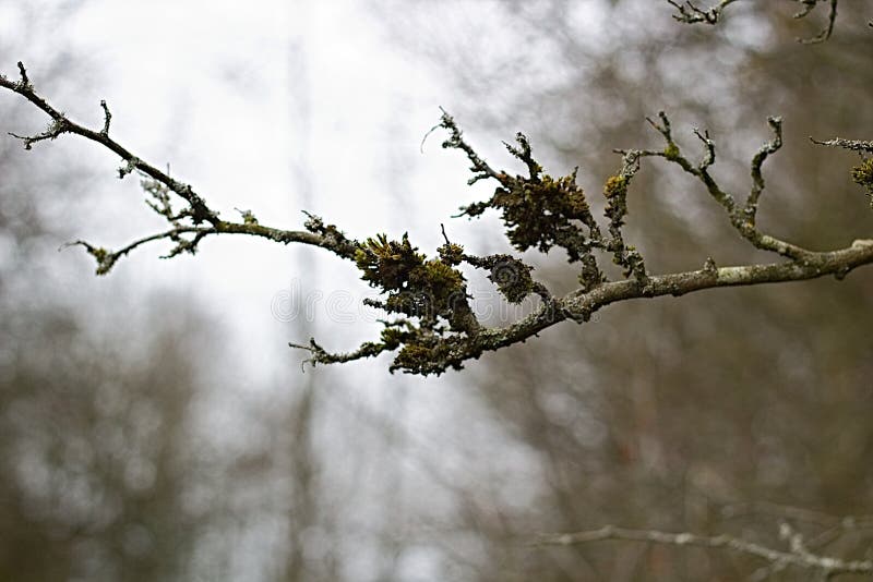 Tree Branch Up Close Macro View Stock Photo - Image of macro, woods ...