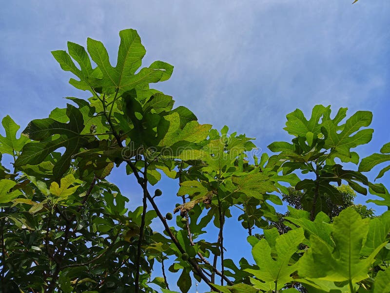 Tree Branch View with Green Leaves and Clear Sky Background Stock Image ...