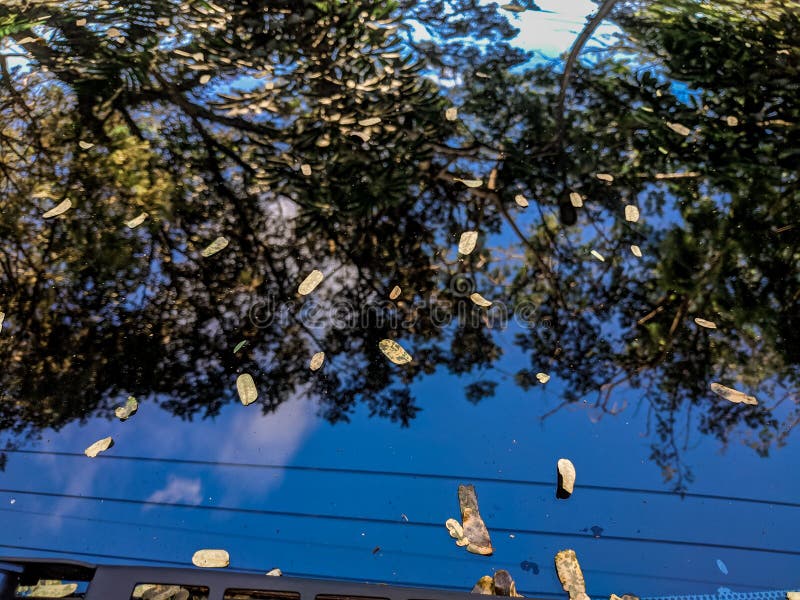 A Tree Branch Visible from the Reflection of the Car Stock Image ...