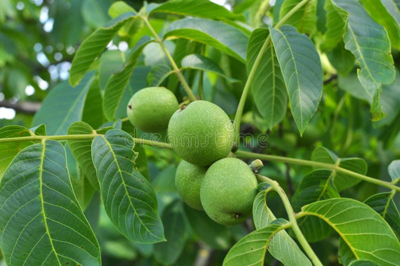 On a Tree Branch is a Walnut that Ripens with a Green Shell Stock Image ...