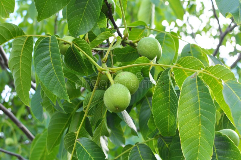 On a Tree Branch is a Walnut that Ripens with a Green Shell Stock Image ...