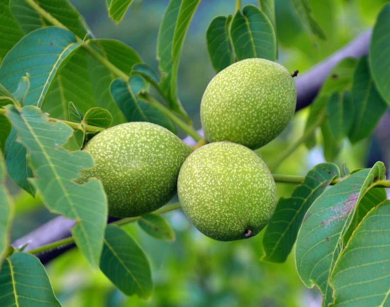 On a Tree Branch is a Walnut that Ripens with a Green Shell Stock Photo ...