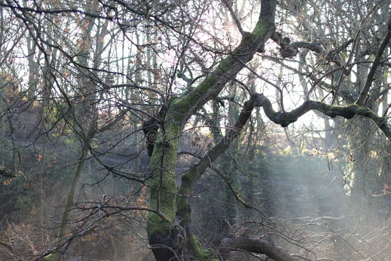 Tree, Branch, Water, Woody Plant Picture. Image: 129936964