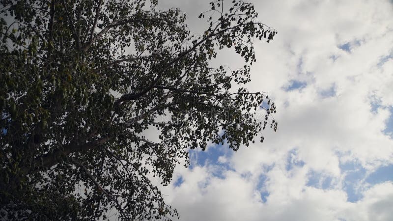 Tree Branch Waving in a Wind, Autumn Stock Video - Video of yellow ...
