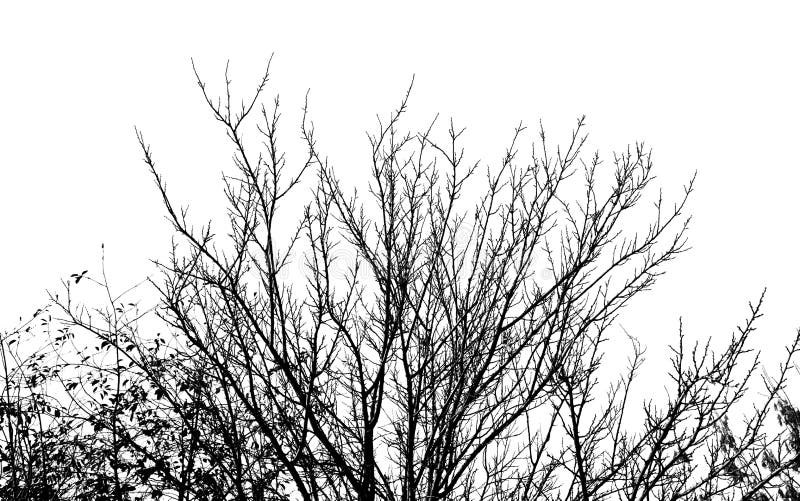 Tree Branch on a White Background Stock Image - Image of environment ...