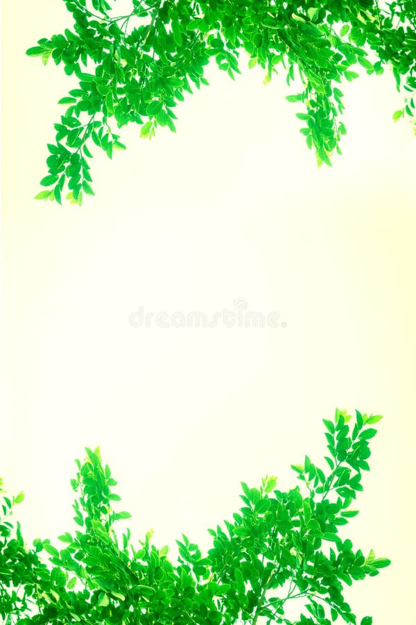 Tree Branch on White Background with Text Box Stock Photo - Image of ...