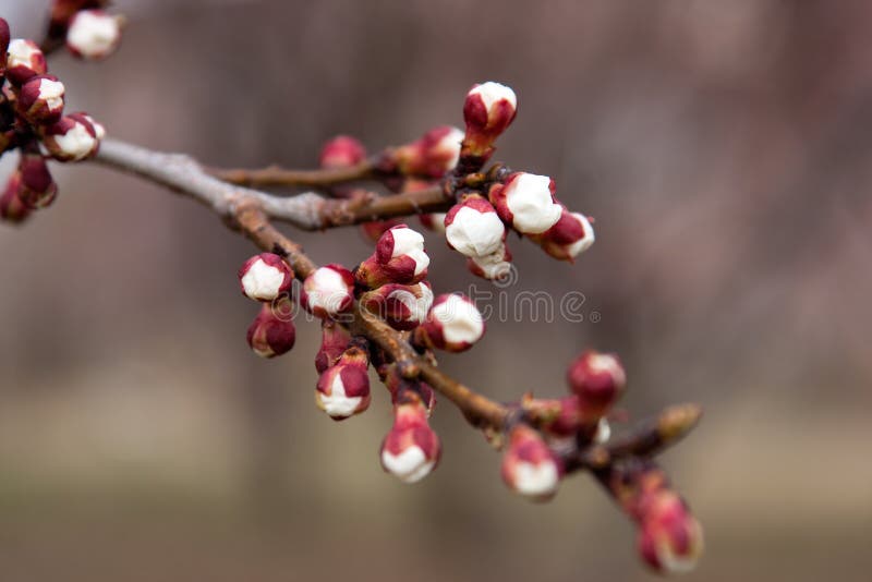 Tree Branch with White Buds in Blossom Stock Photo - Image of white ...