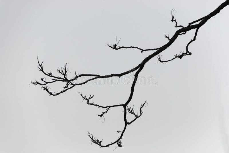 107 Tree Offshoots Stock Photos - Free & Royalty-Free Stock Photos from ...