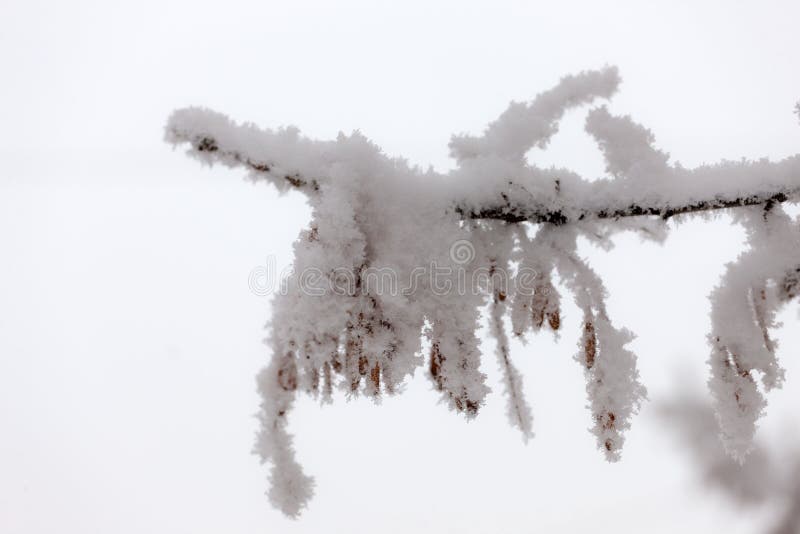 Tree branch in winter day stock photo. Image of cold - 217532528