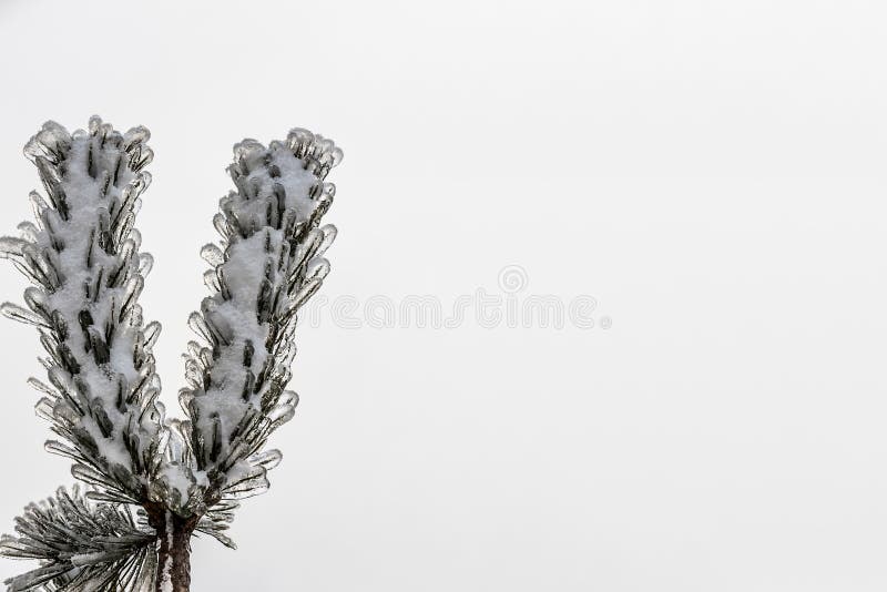 Tree Branch after Winter Ice Storm Stock Image - Image of branch ...