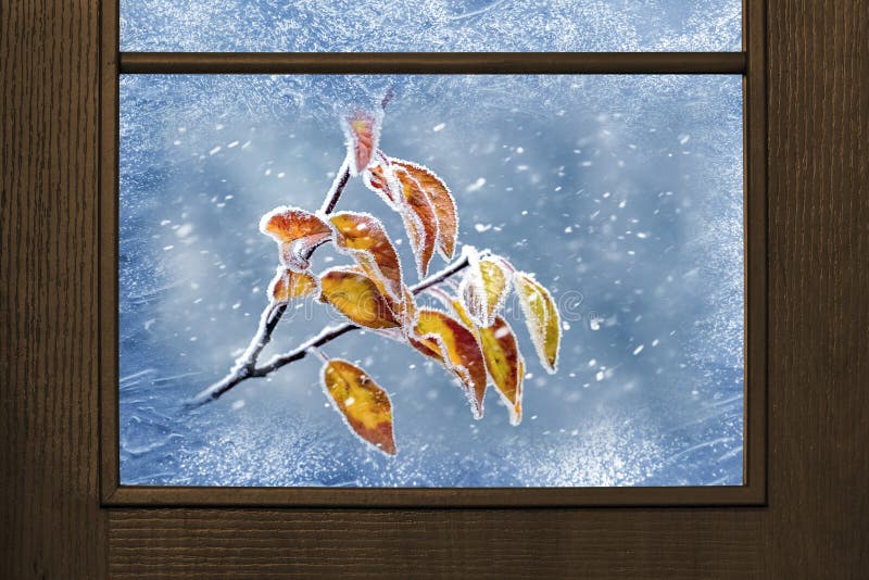 Tree Branch with Withered Leaves Outside the Window during a Snowfall ...